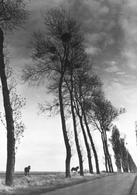 René-Jacques 1908-2003 - Françoise Paviot